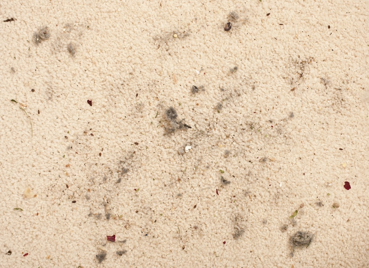 Telltale signs a carpet needs professional cleaning - Carpet Bright UK